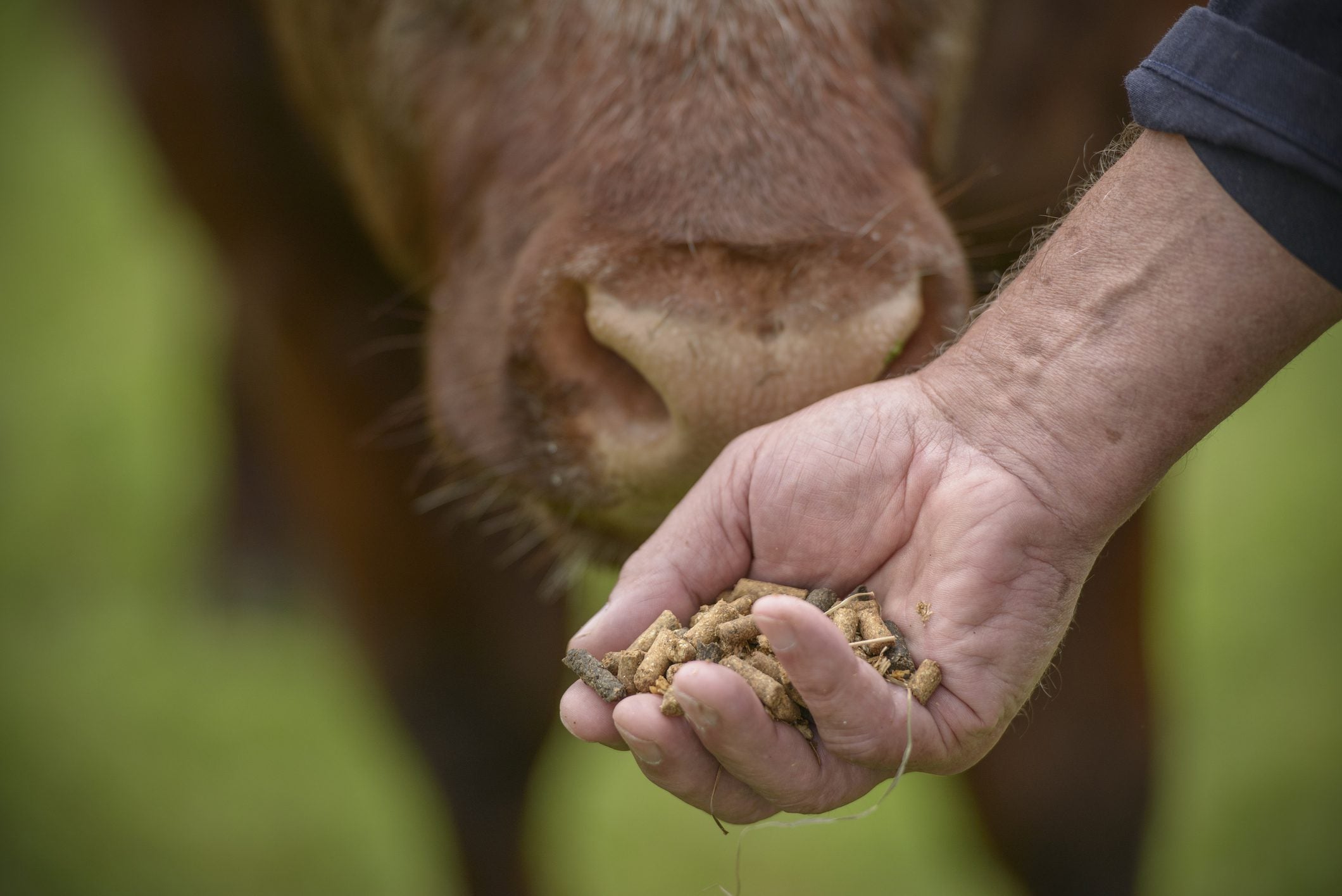Close up of farmer feeding cattle by hand