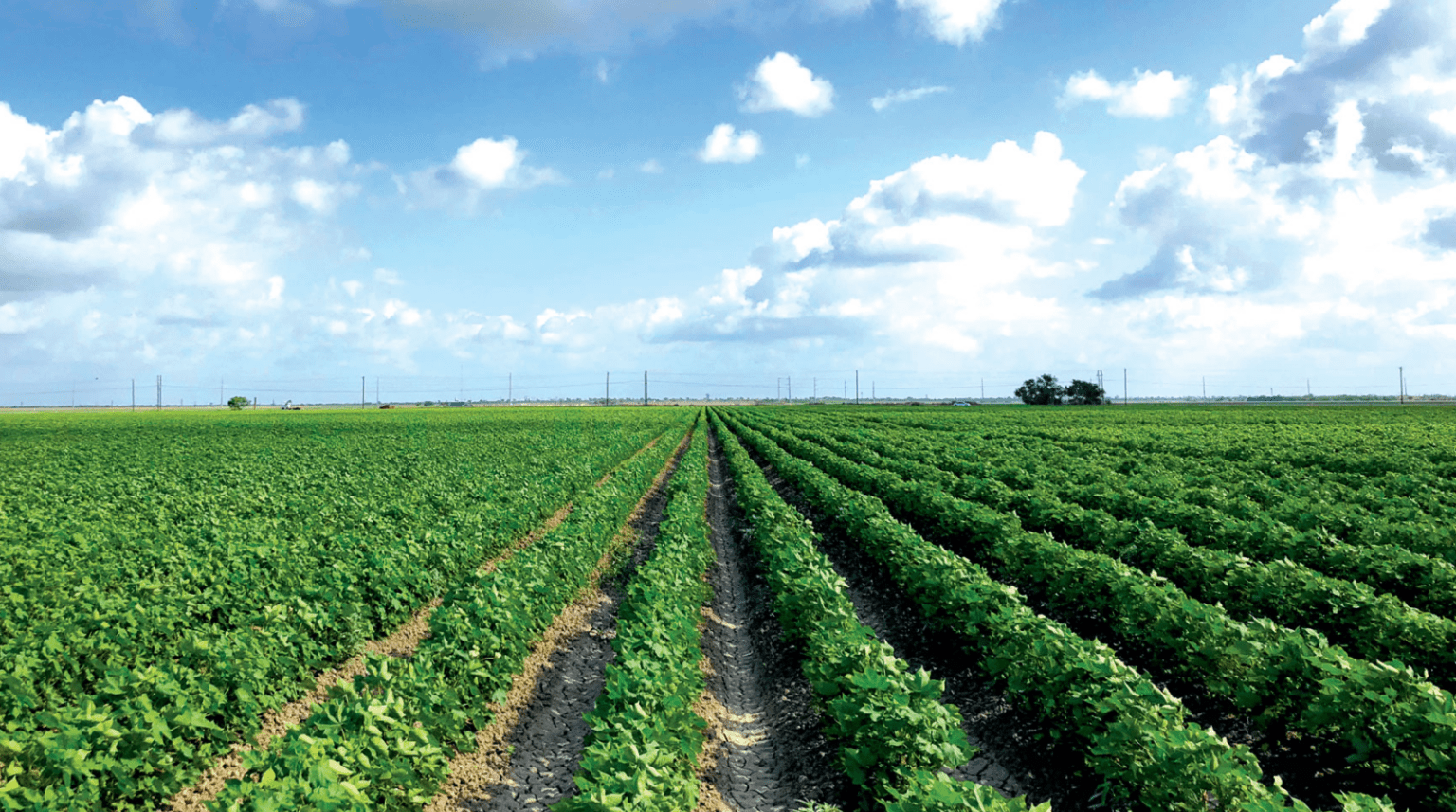 Wilbur-Ellis: Our History | Wilbur-Ellis Corporate